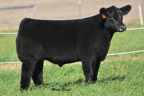Jones Show Cattle | Welcome